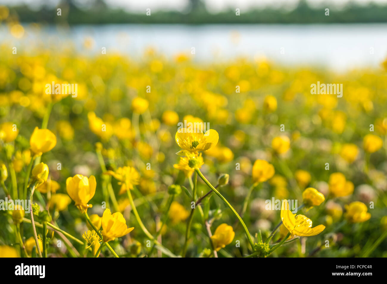 Yellow Buttercup flowers in the field. Ranunculus repens Stock Photo ...