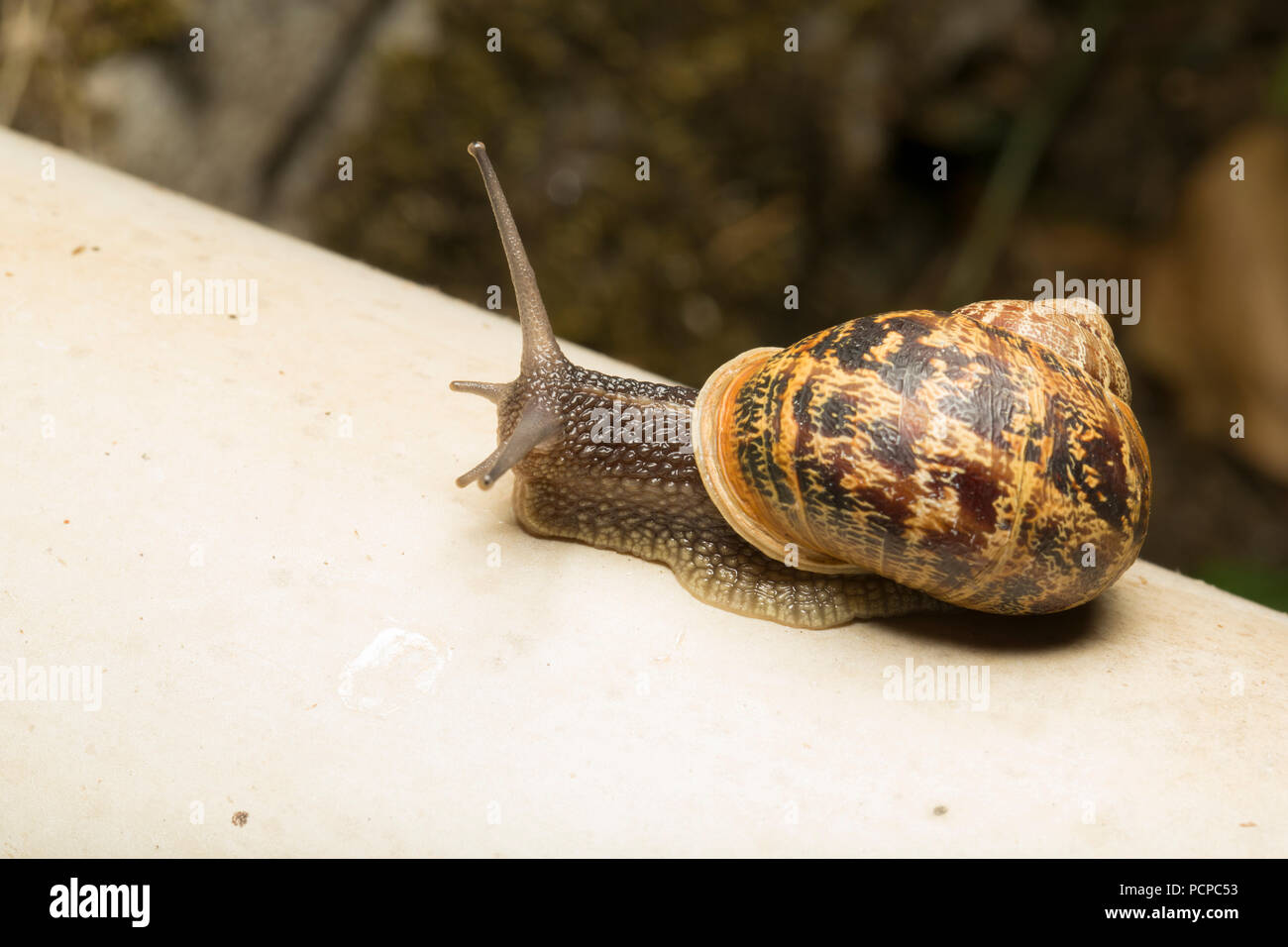 Wildlife in british gardens hi-res stock photography and images - Alamy