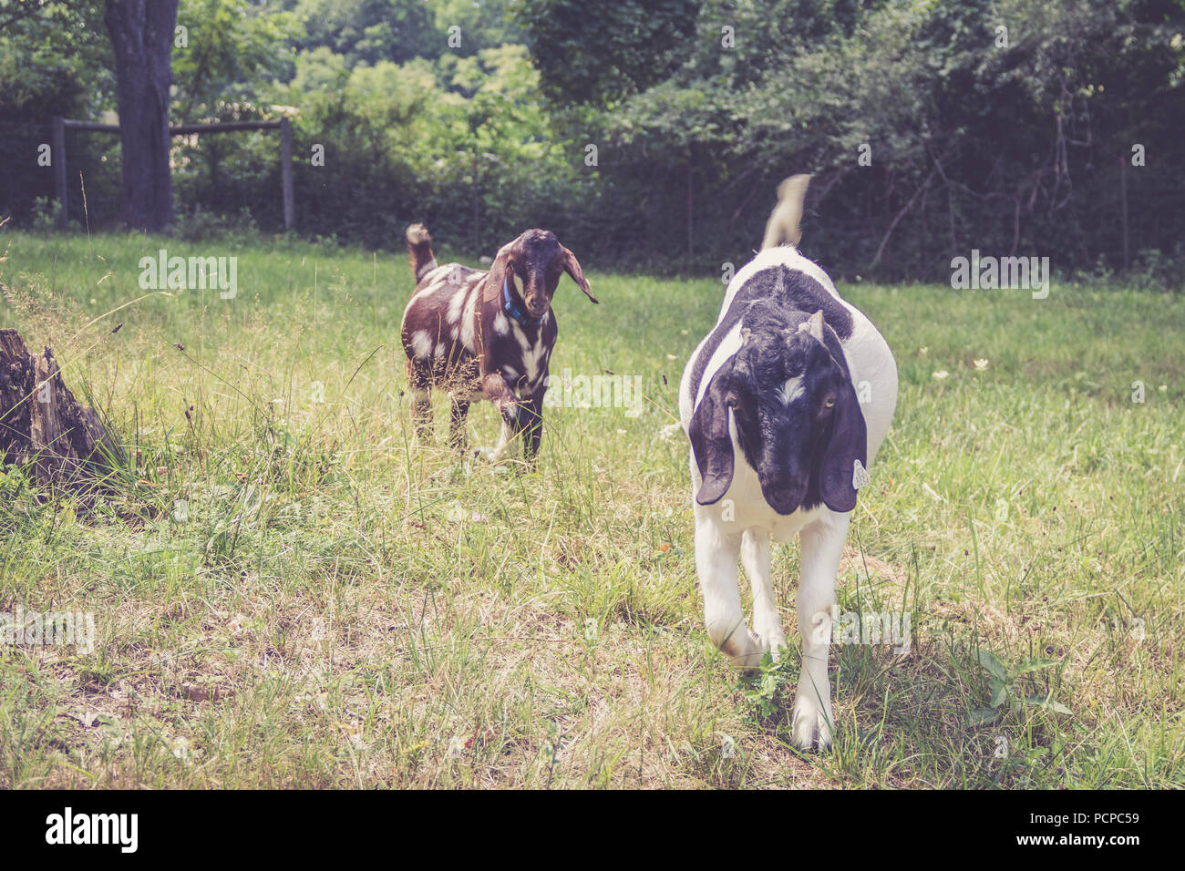 Spotted goats hi-res stock photography and images - Alamy