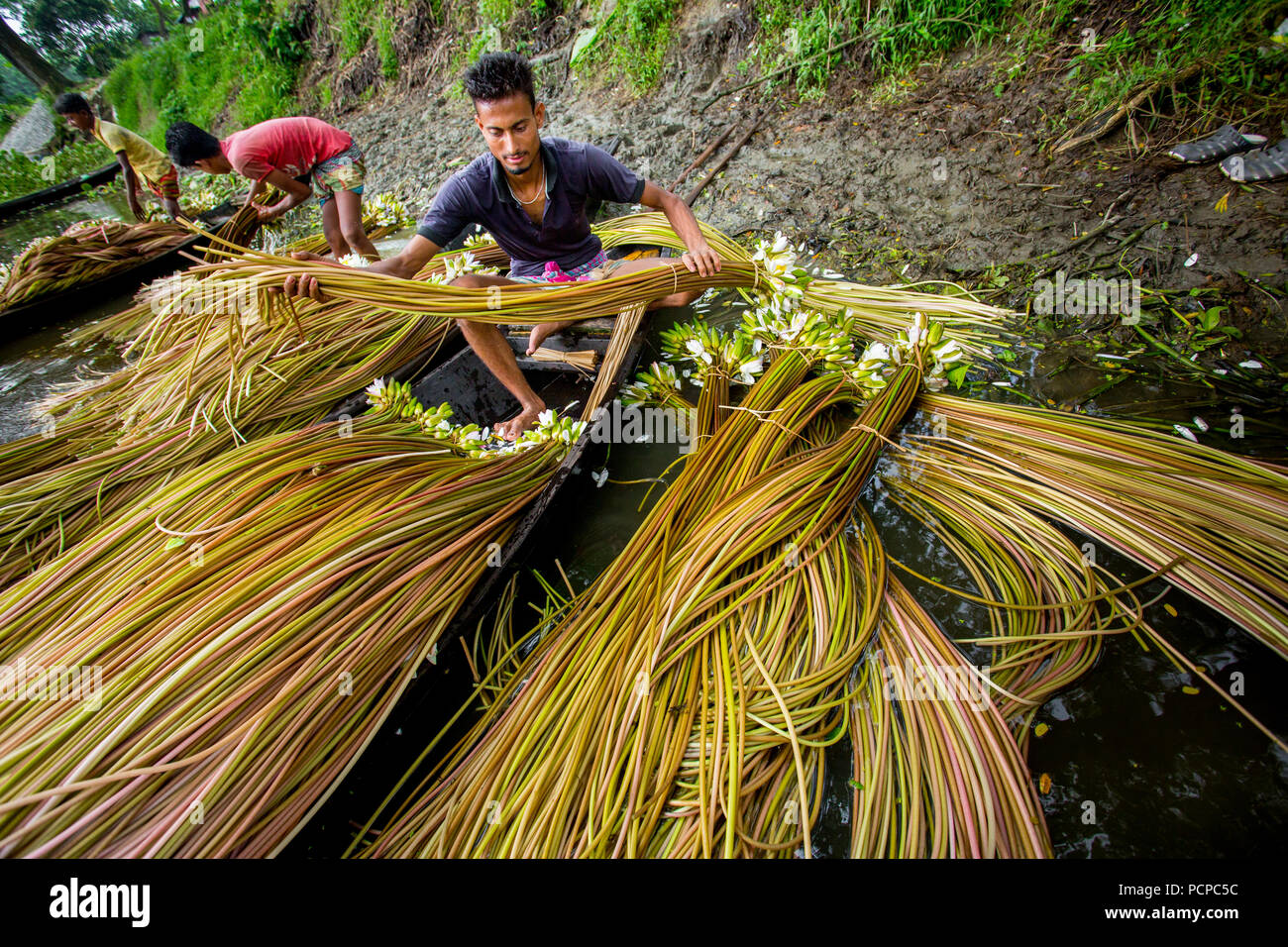 Sada Shapla (white waterlily) is the national flower of Bangladesh ...