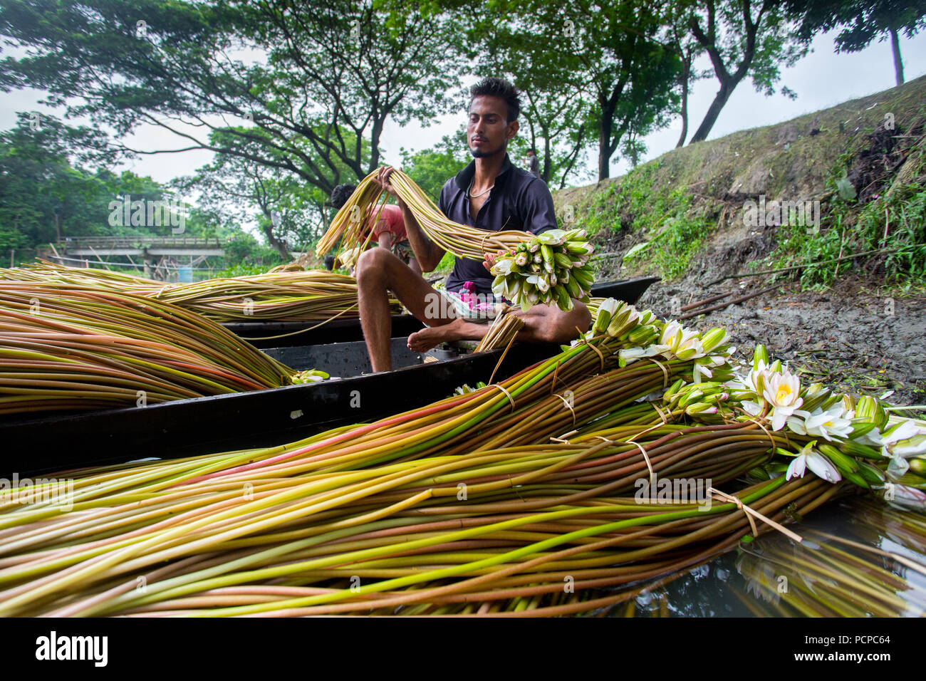 Sada Shapla (white waterlily) is the national flower of Bangladesh ...