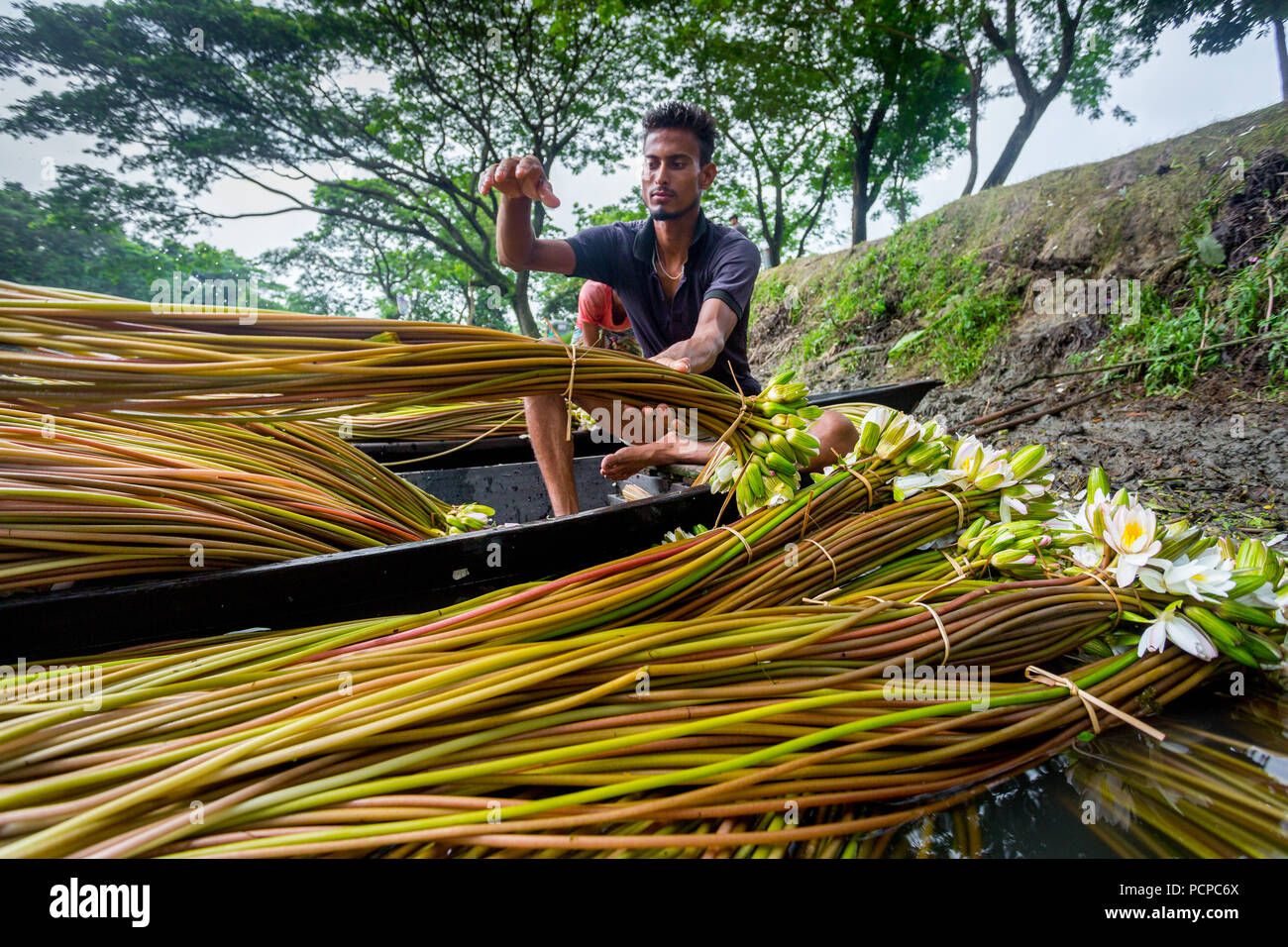 Sada Shapla (white waterlily) is the national flower of Bangladesh ...