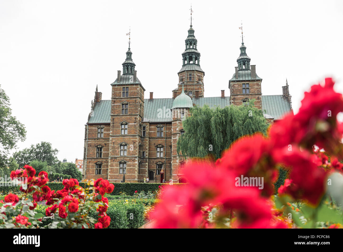 Beautiful roses blooming in the gardens of Rosenborg Castle in ...