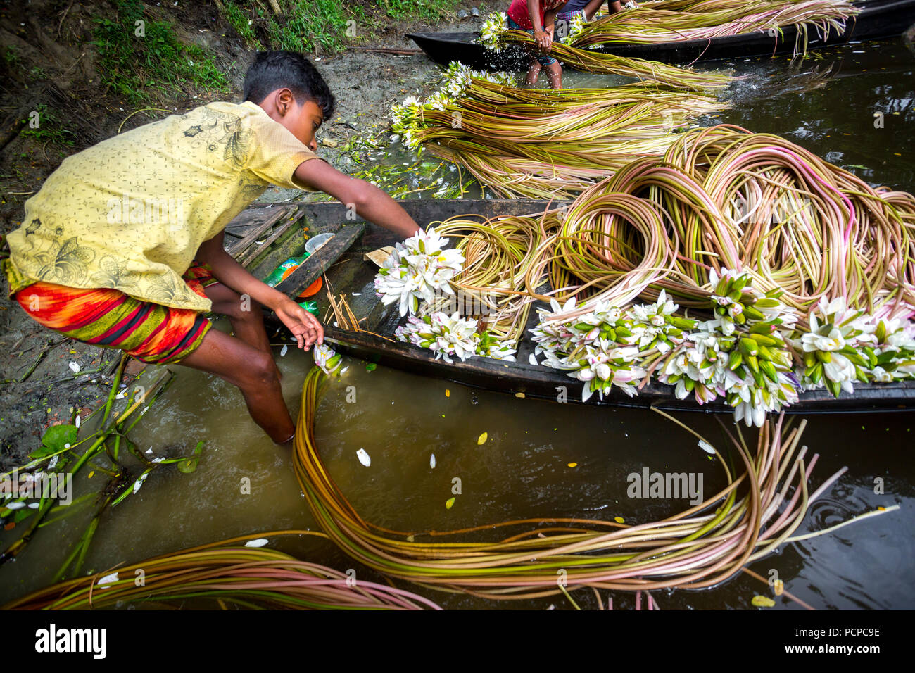 Sada Shapla (white waterlily) is the national flower of Bangladesh ...