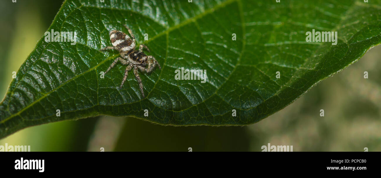 Female zebra spider hunting on a leaf Stock Photo - Alamy