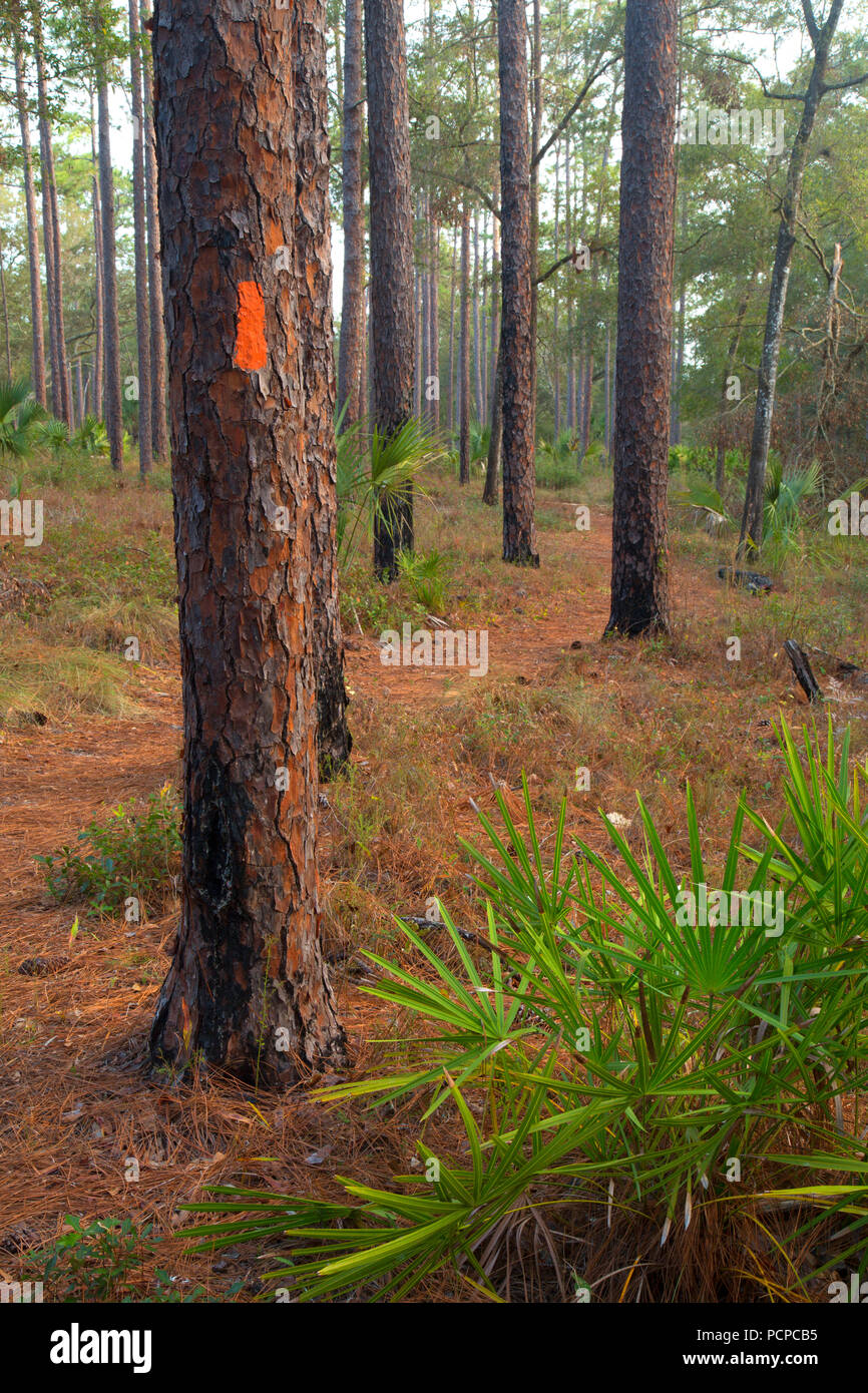 Florida National Scenic Trail, Ocala National Forest, Florida Stock ...