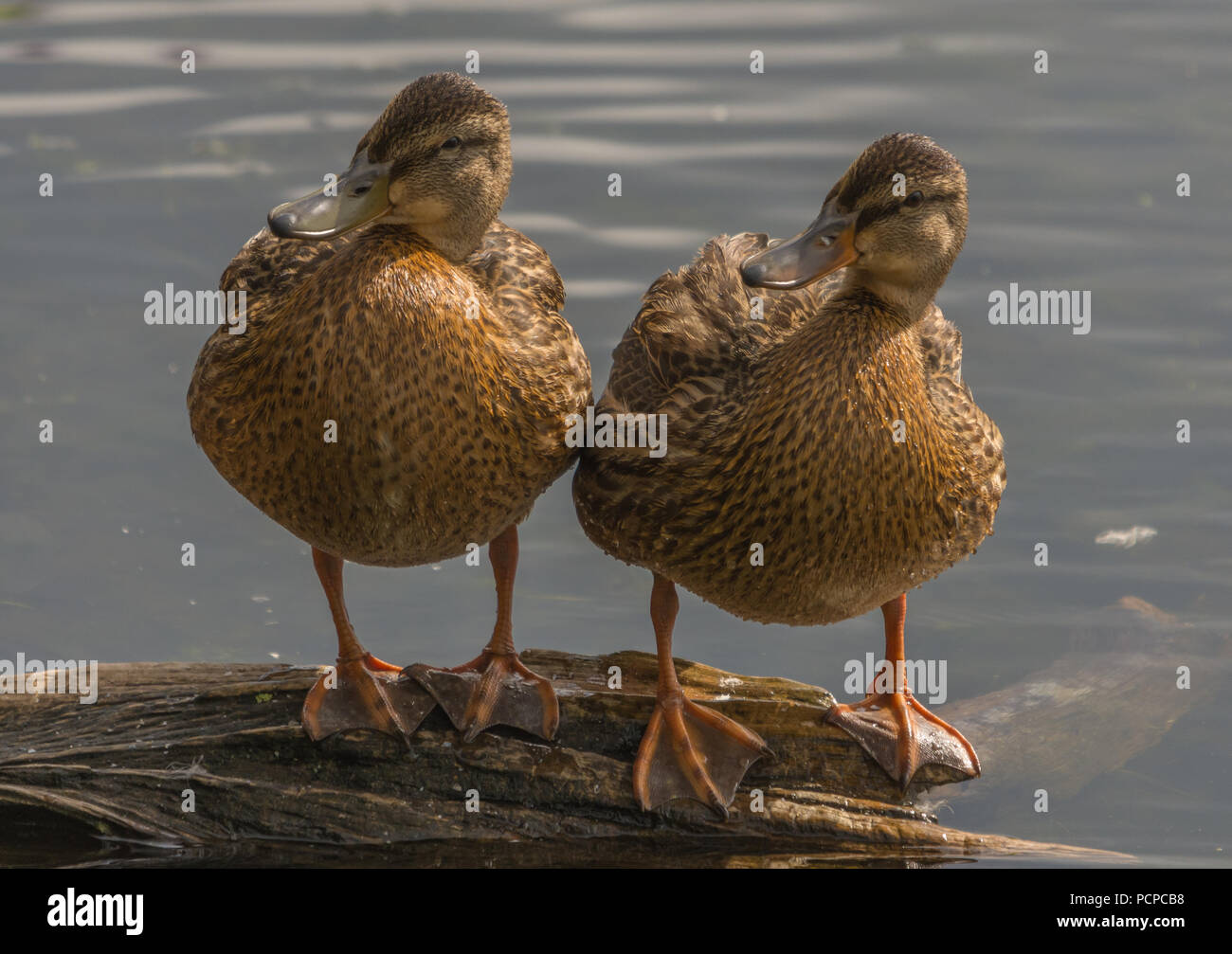 Have you seen this my friend Stock Photo - Alamy