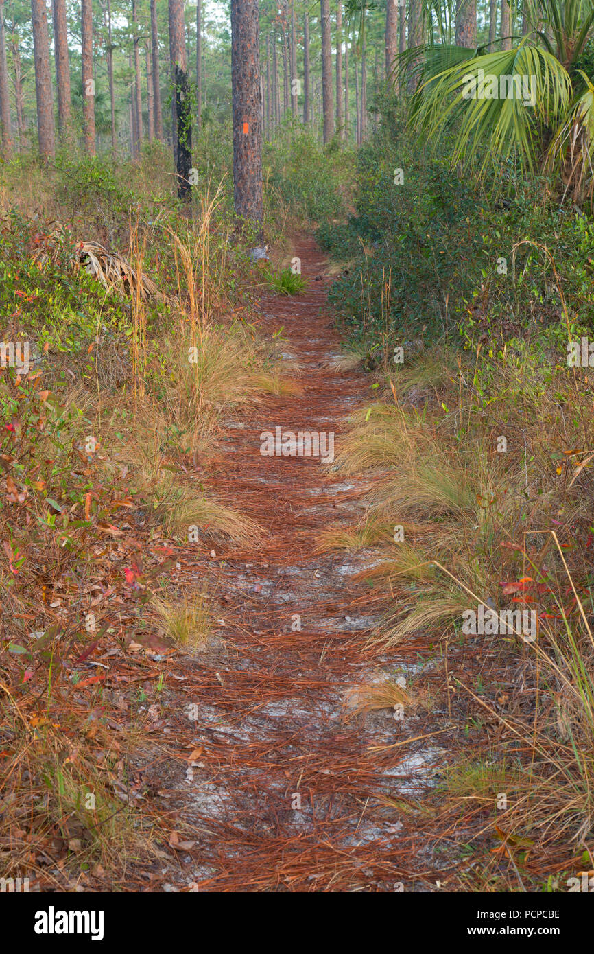 Florida National Scenic Trail, Ocala National Forest, Florida Stock ...