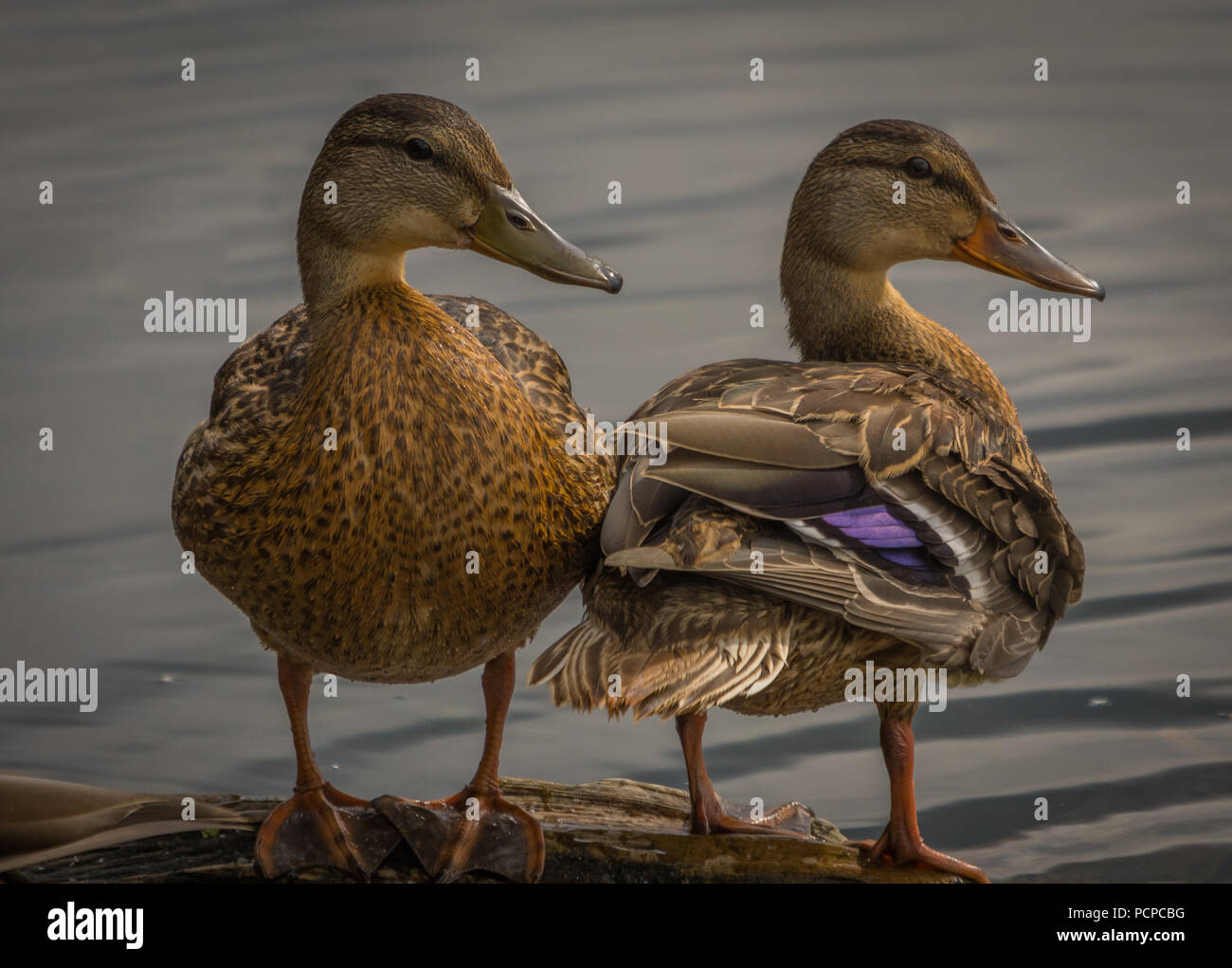 Mallard back hi-res stock photography and images - Alamy
