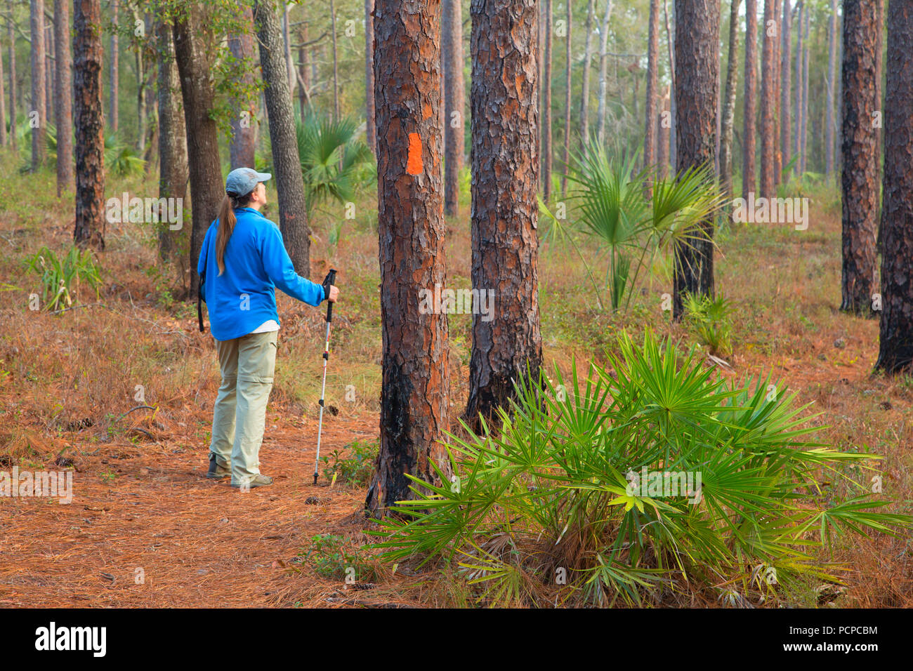 Florida National Scenic Trail, Ocala National Forest, Florida Stock ...