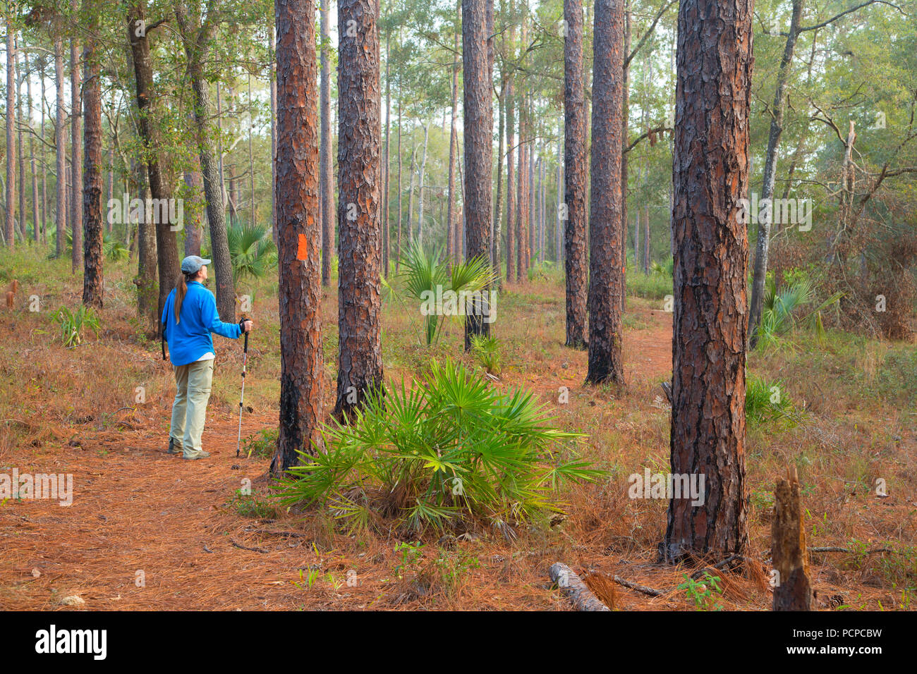 Florida National Scenic Trail, Ocala National Forest, Florida Stock ...