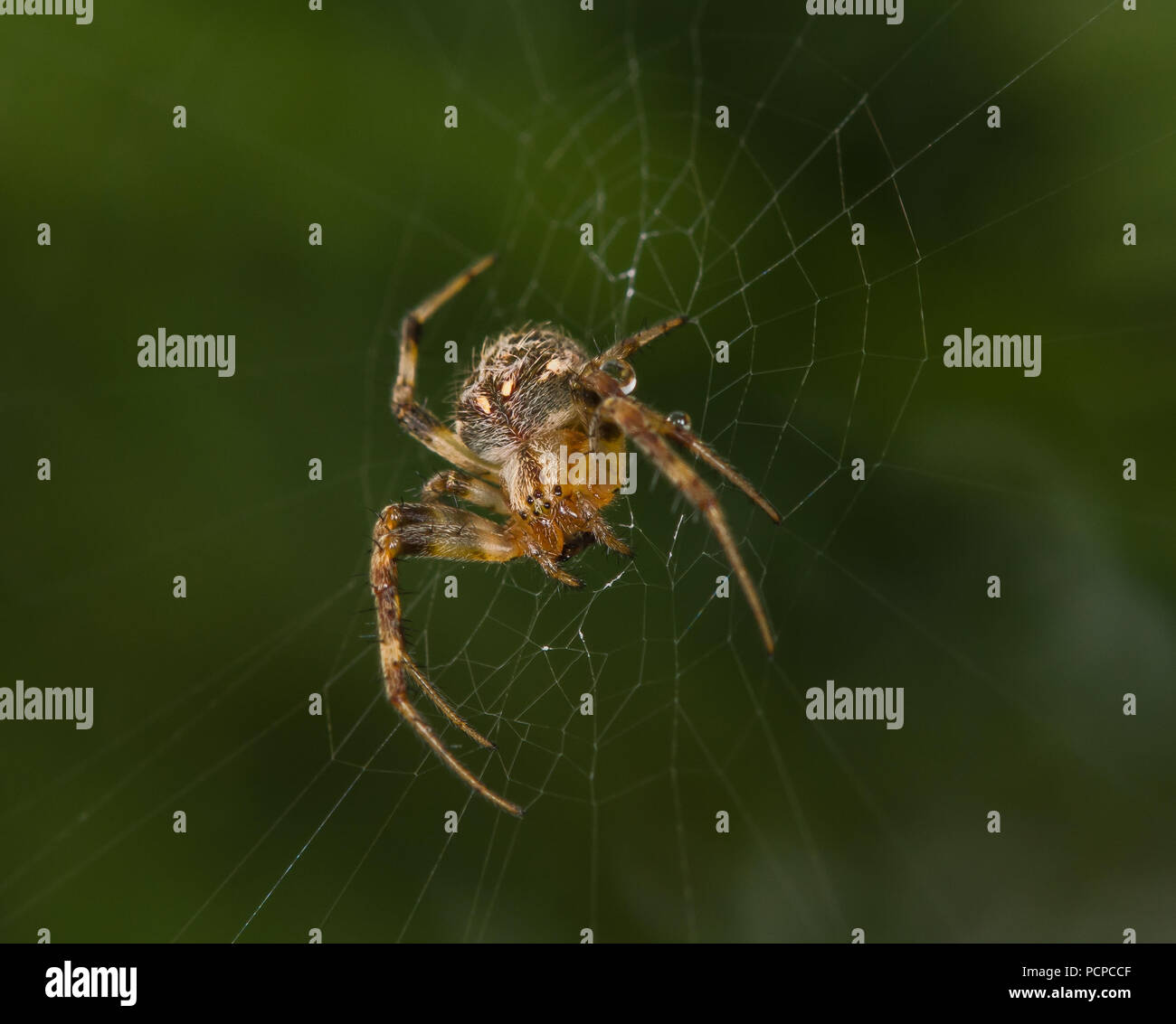 Predator waiting prey hi-res stock photography and images - Alamy