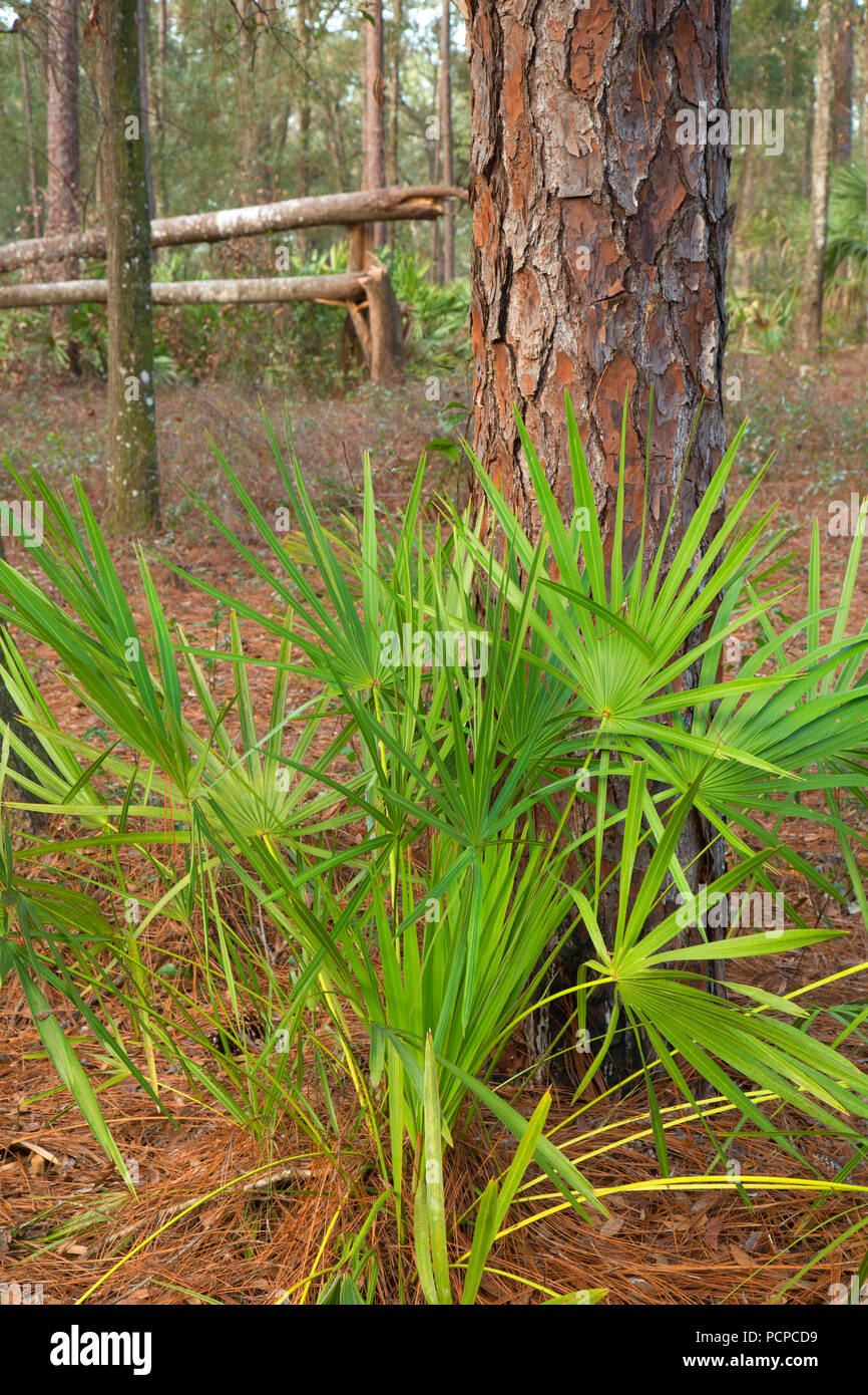 Forest along Florida National Scenic Trail, Ocala National Forest ...