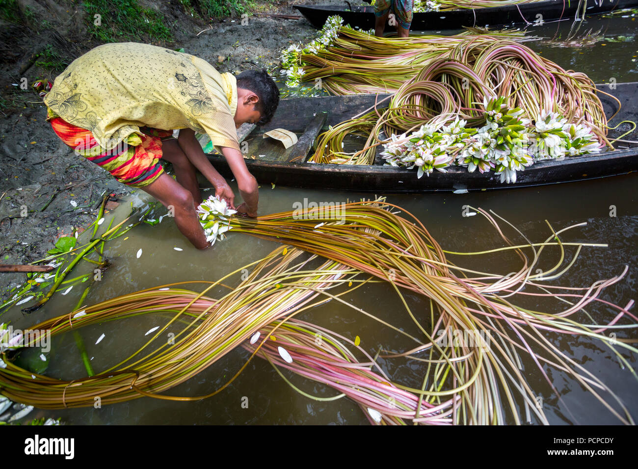 Shapla Stock Photos & Shapla Stock Images - Alamy