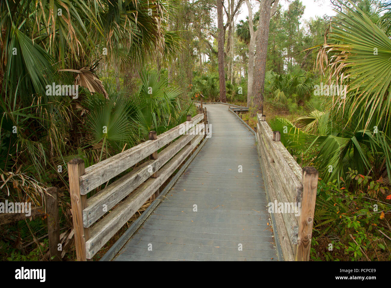 Juniper Springs boardwalk, Ocala National Forest, Florida Stock Photo ...