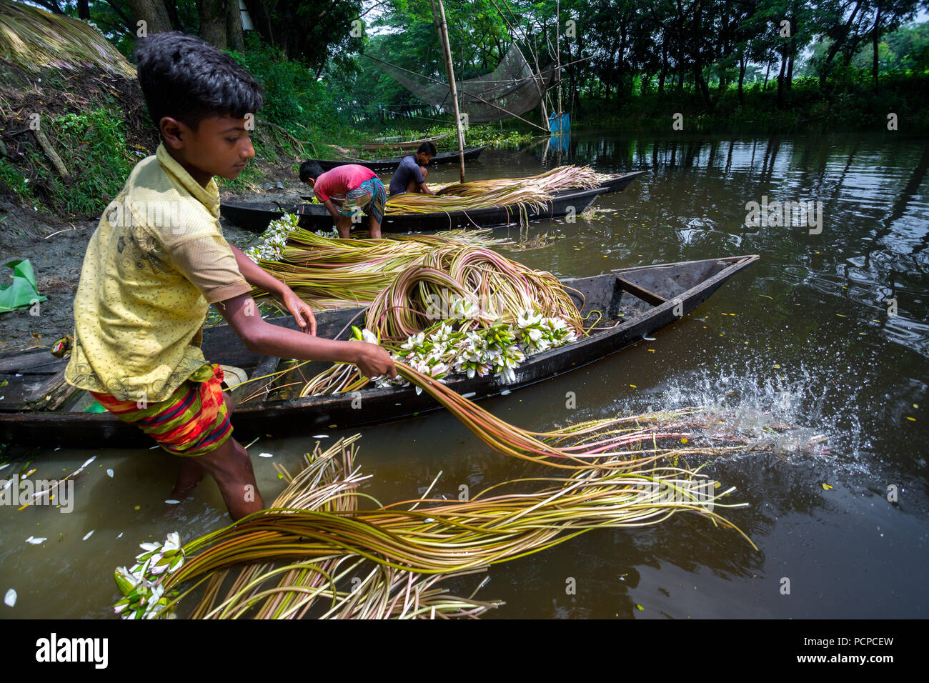 Sada Shapla (white waterlily) is the national flower of Bangladesh ...