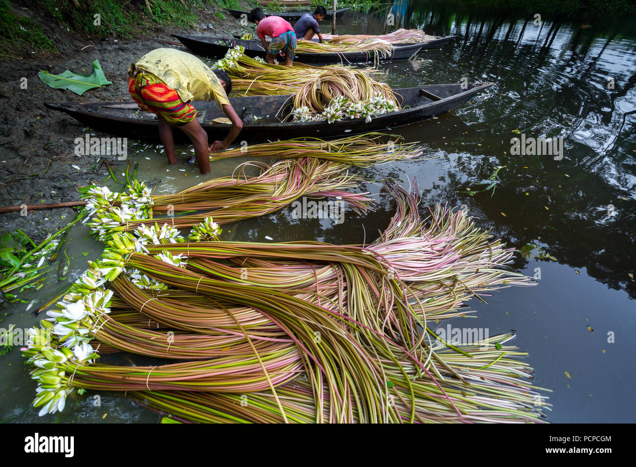 Sada Shapla (white waterlily) is the national flower of Bangladesh ...