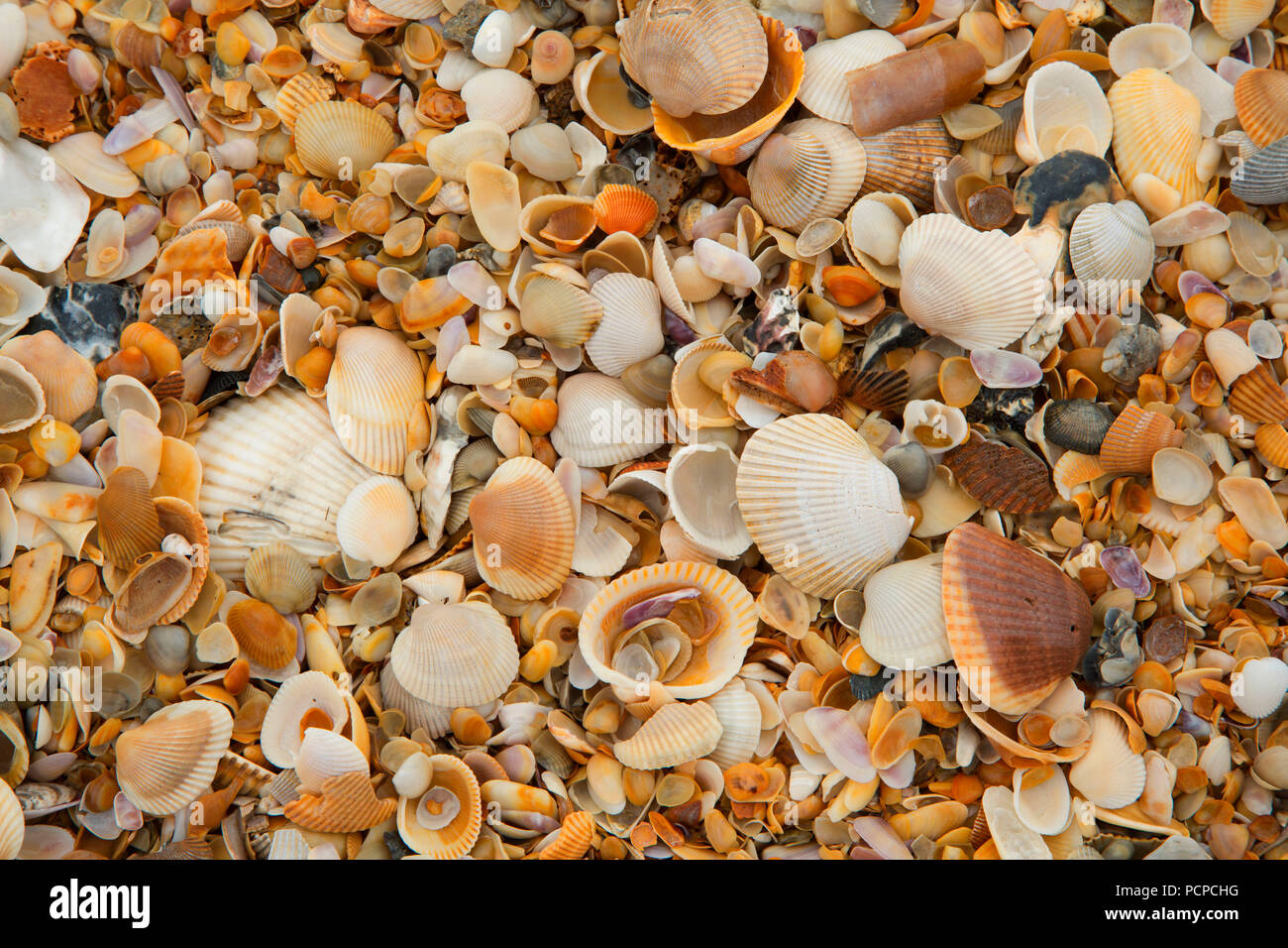 Shells on beach, Guana Tolomato Matanzas National Estuarine Research ...