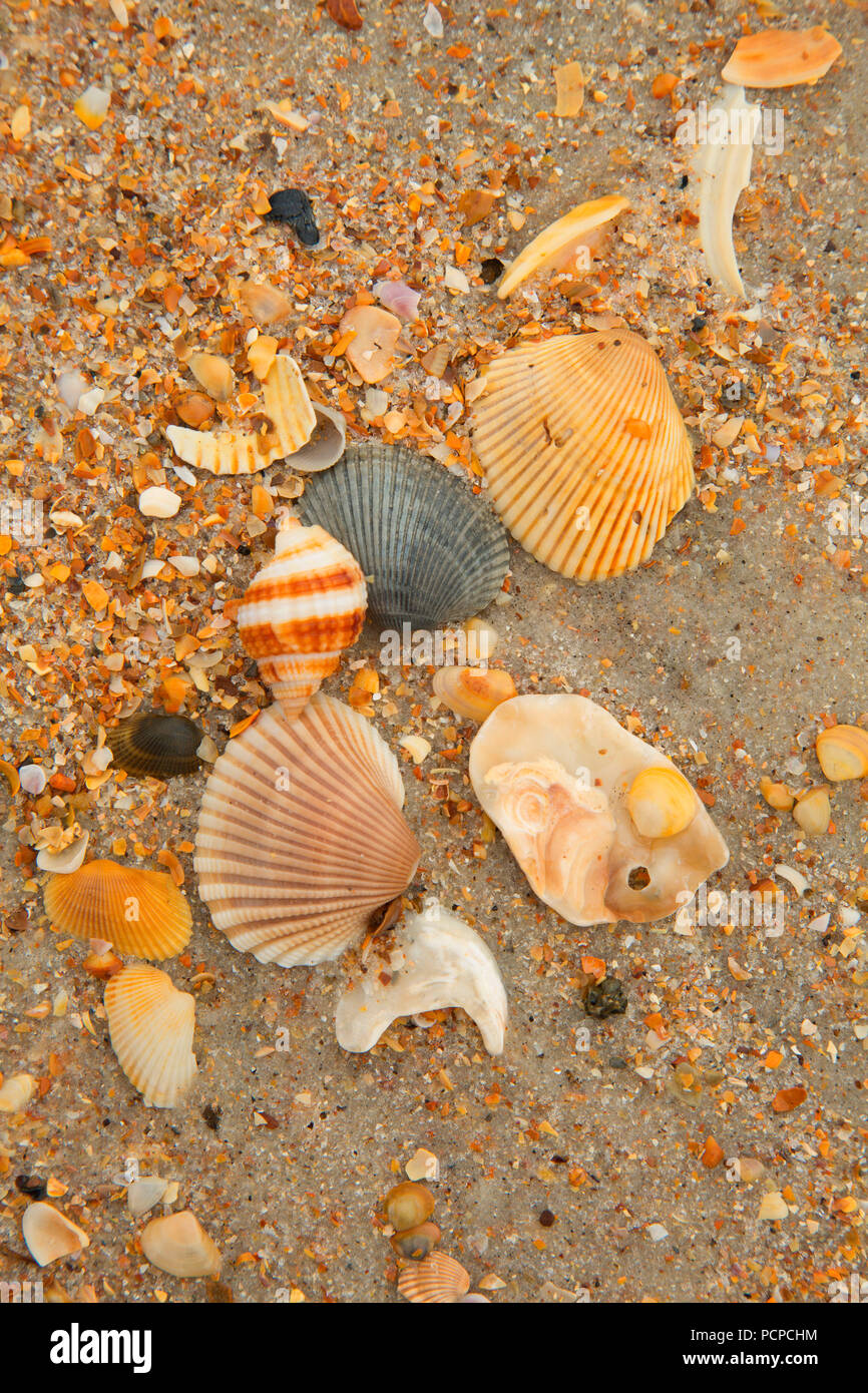 Shells on beach, Guana Tolomato Matanzas National Estuarine Research ...