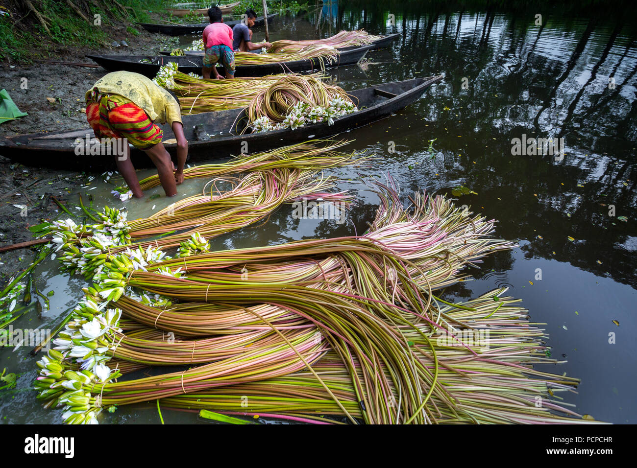 Sada Shapla (white waterlily) is the national flower of Bangladesh ...
