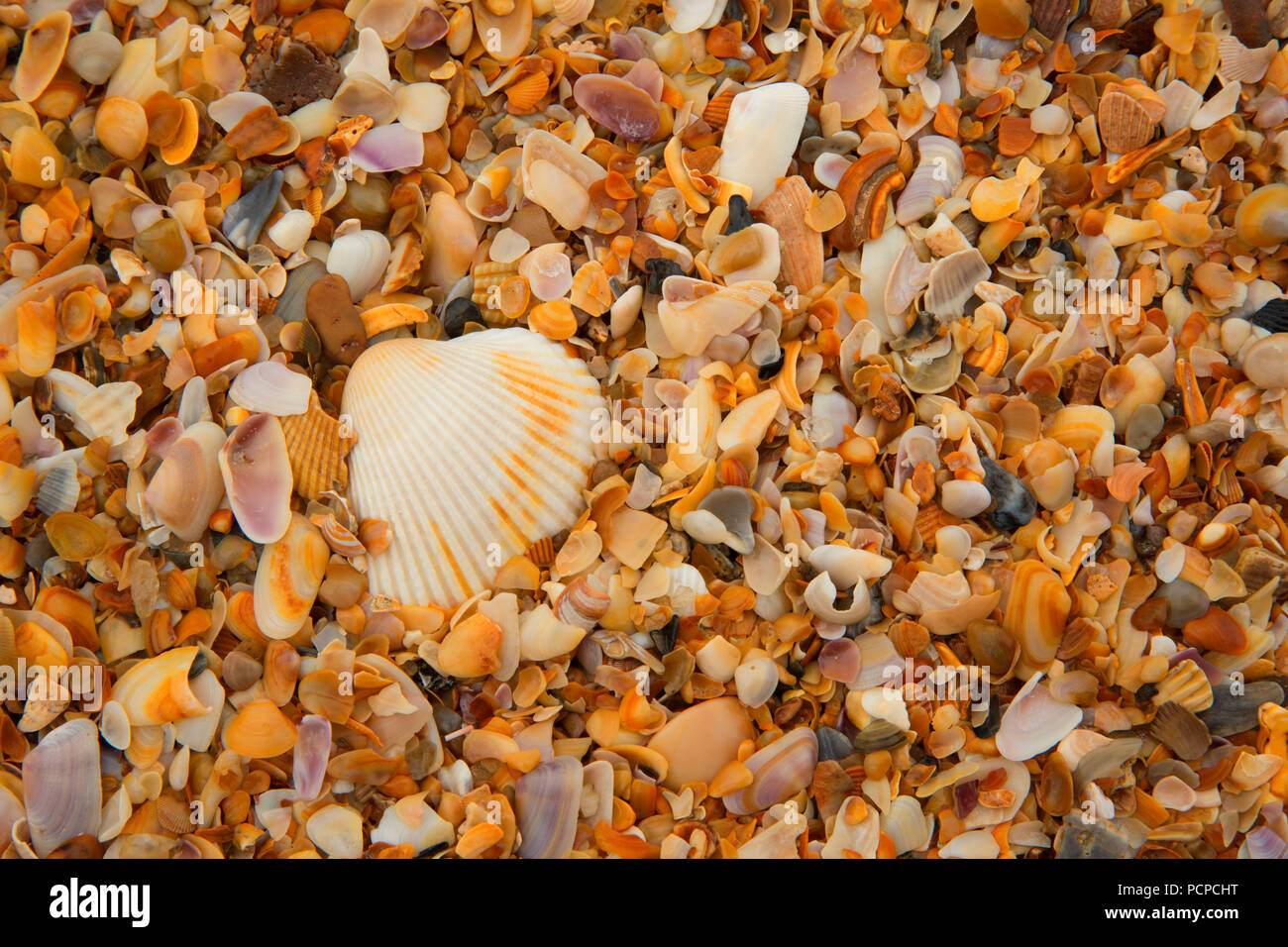 Shells on beach, Guana Tolomato Matanzas National Estuarine Research ...