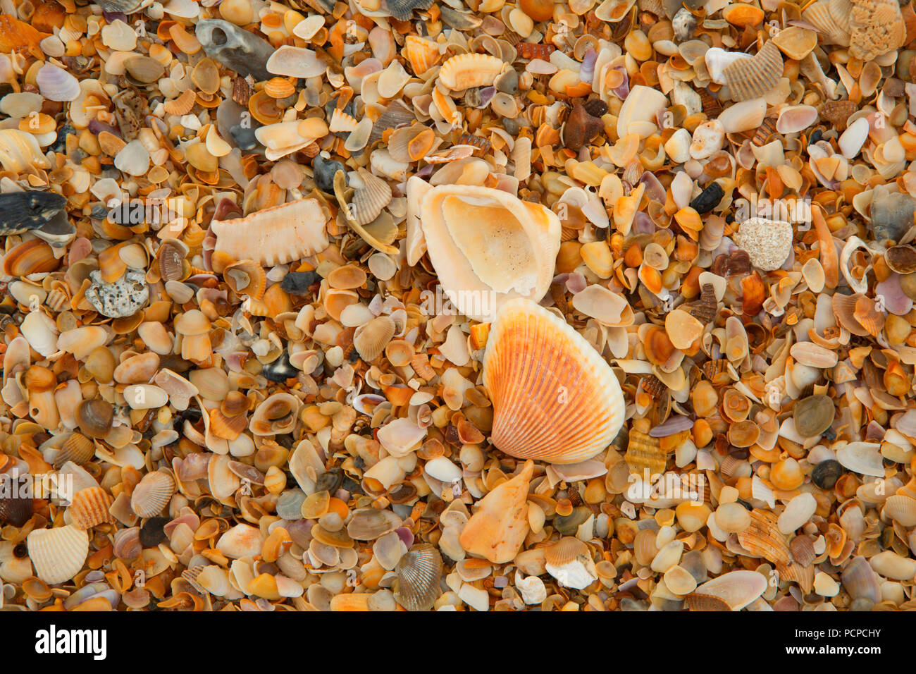 Shells on beach, Guana Tolomato Matanzas National Estuarine Research ...