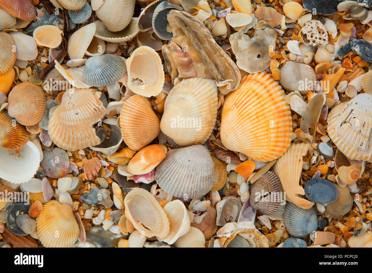 Shells on beach, Guana Tolomato Matanzas National Estuarine Research ...