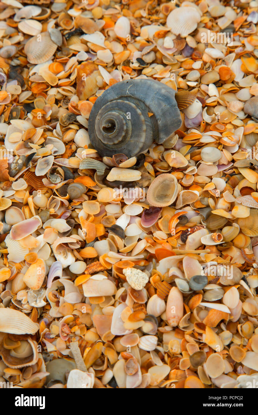 Shells on beach, Guana Tolomato Matanzas National Estuarine Research ...