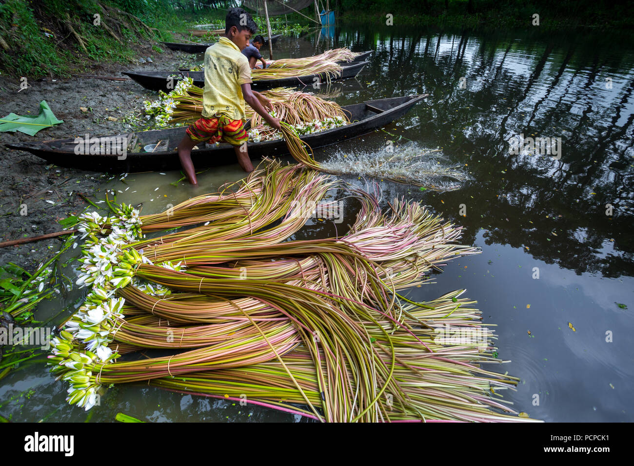 Sada Shapla (white waterlily) is the national flower of Bangladesh ...