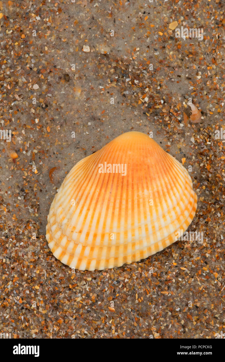 State shell hi-res stock photography and images - Alamy