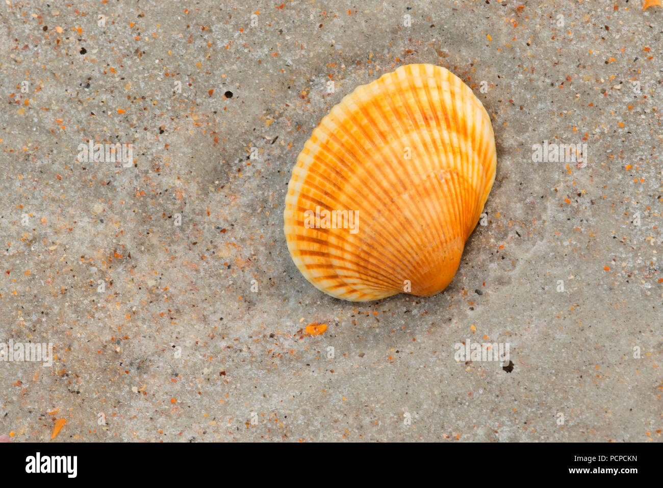 Shell on beach, Anastasia State Park, Florida Stock Photo - Alamy
