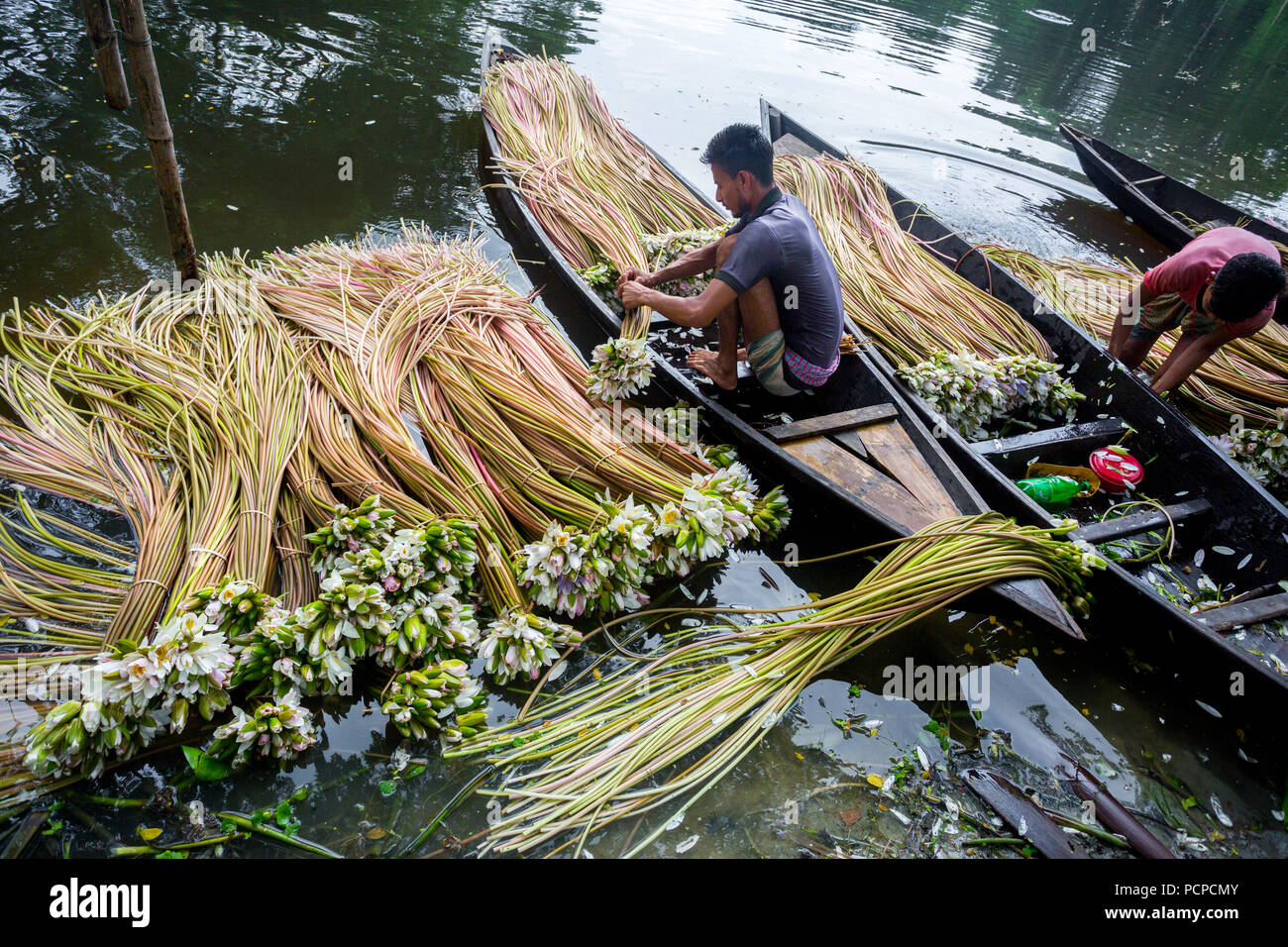 Sada Shapla (white waterlily) is the national flower of Bangladesh ...