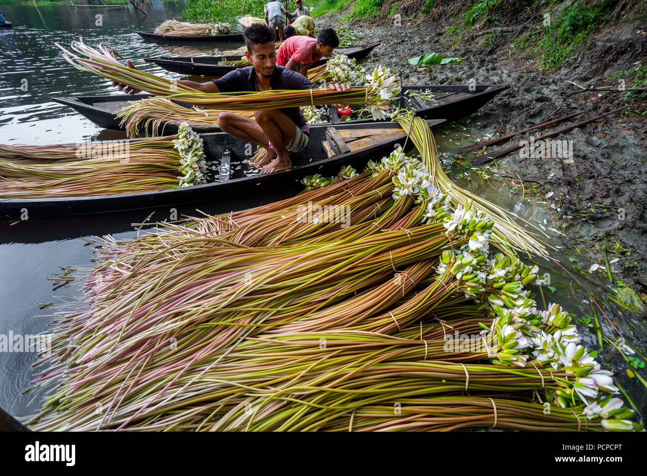 Sada Shapla (white waterlily) is the national flower of Bangladesh ...