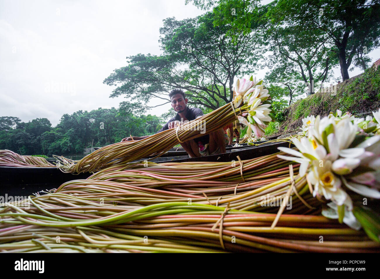 Sada Shapla (white waterlily) is the national flower of Bangladesh ...