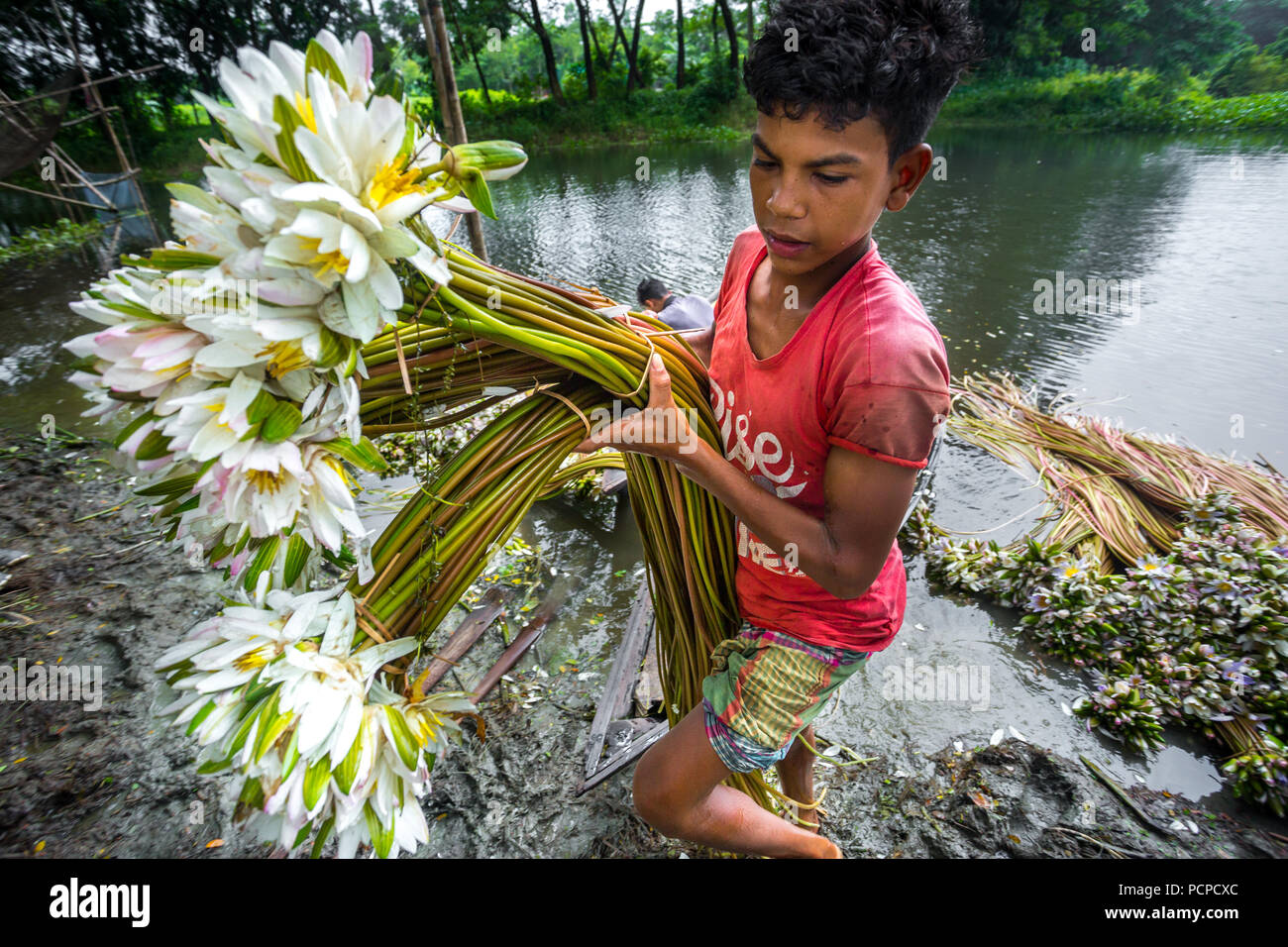 Sada Shapla (white waterlily) is the national flower of Bangladesh ...