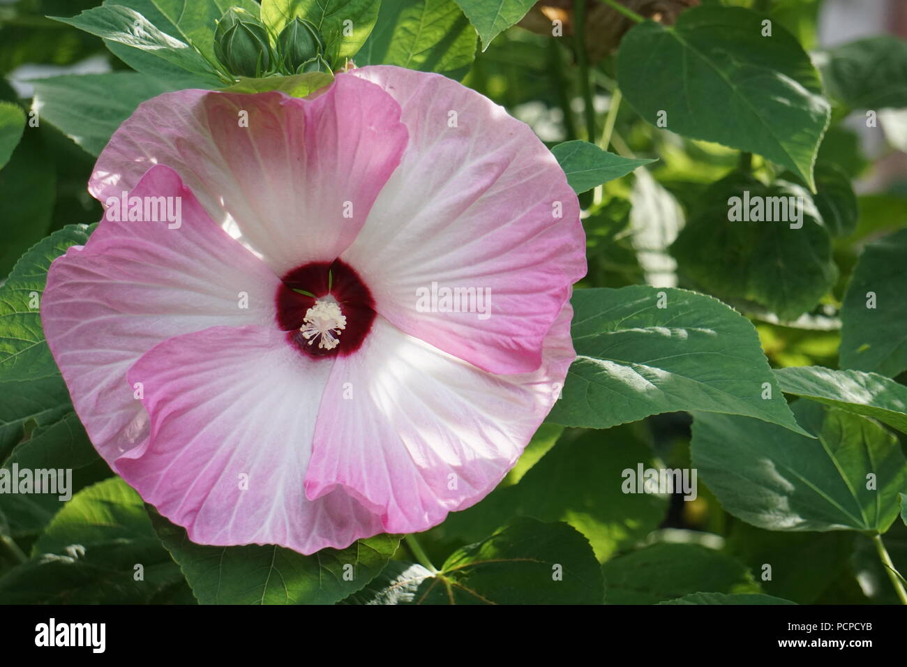 Soft Pink Flower Stock Photo - Alamy