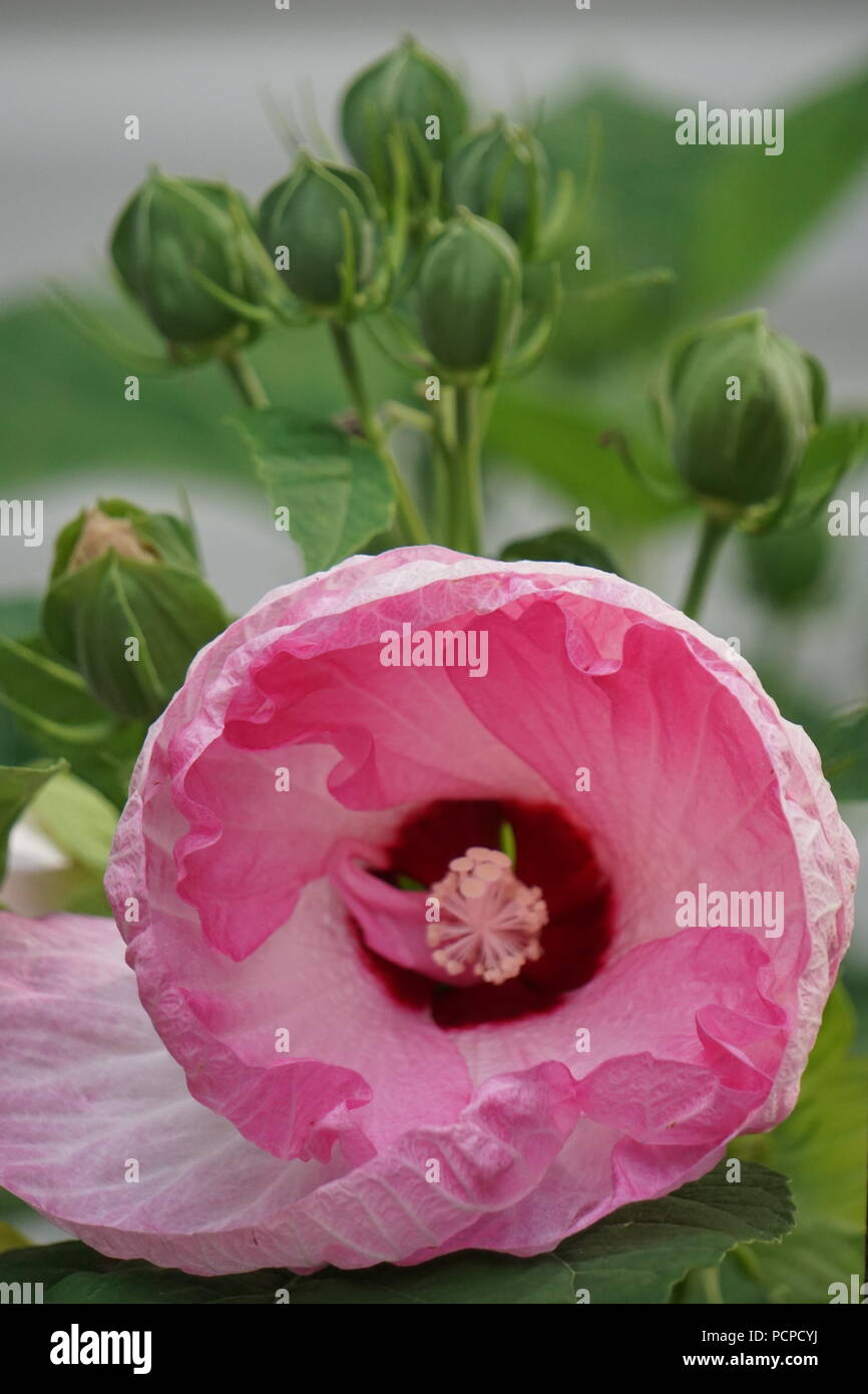Light pink flower photograph hi-res stock photography and images - Alamy