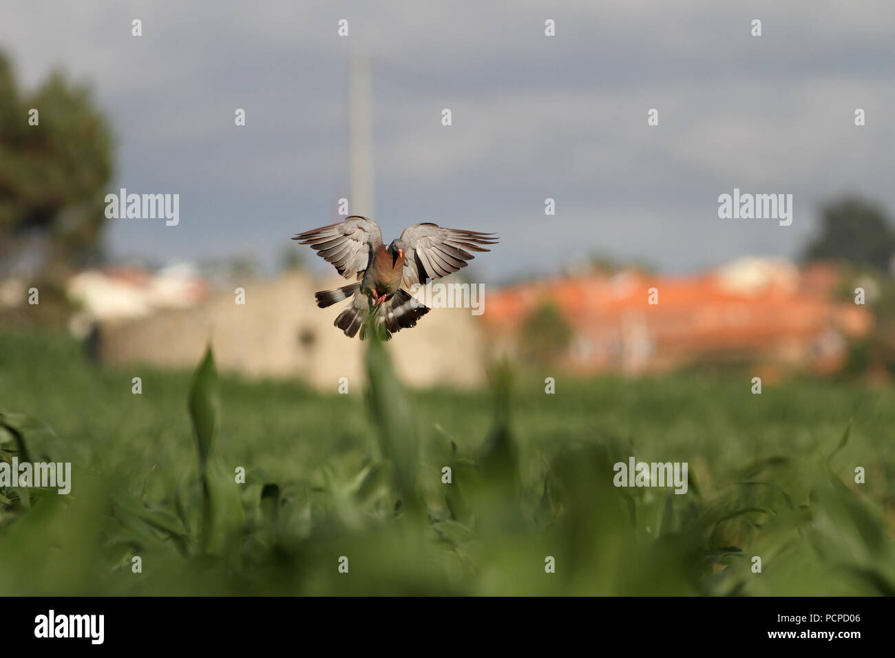 Beautiful and colorful wild european wood pigeon in flight, landing in ...