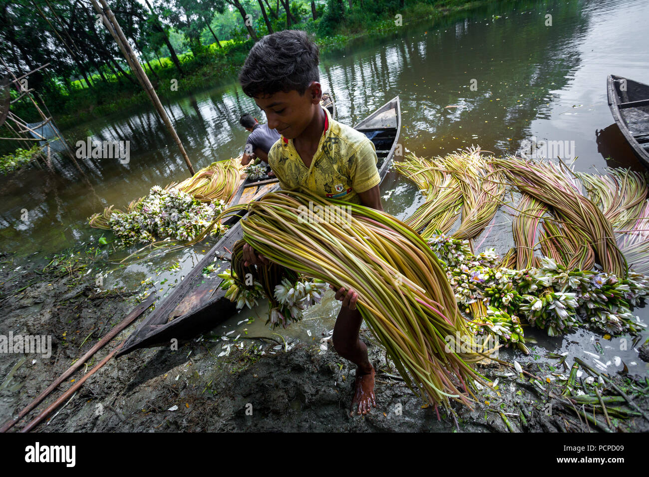 Sada Shapla (white waterlily) is the national flower of Bangladesh ...