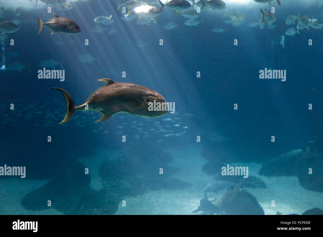 Beautiful big aquarium xareu fish Stock Photo - Alamy