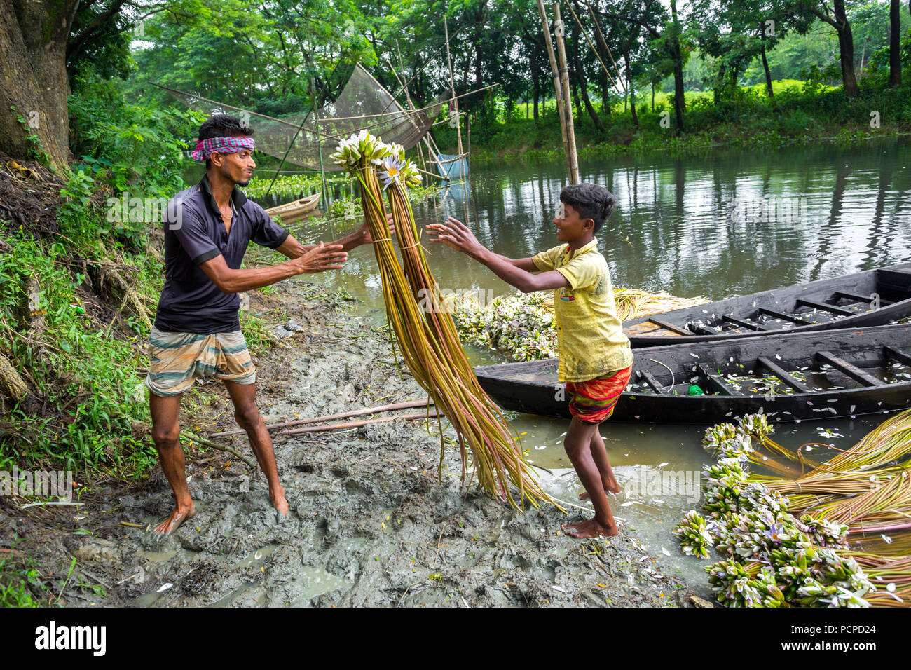 Sada Shapla (white waterlily) is the national flower of Bangladesh ...