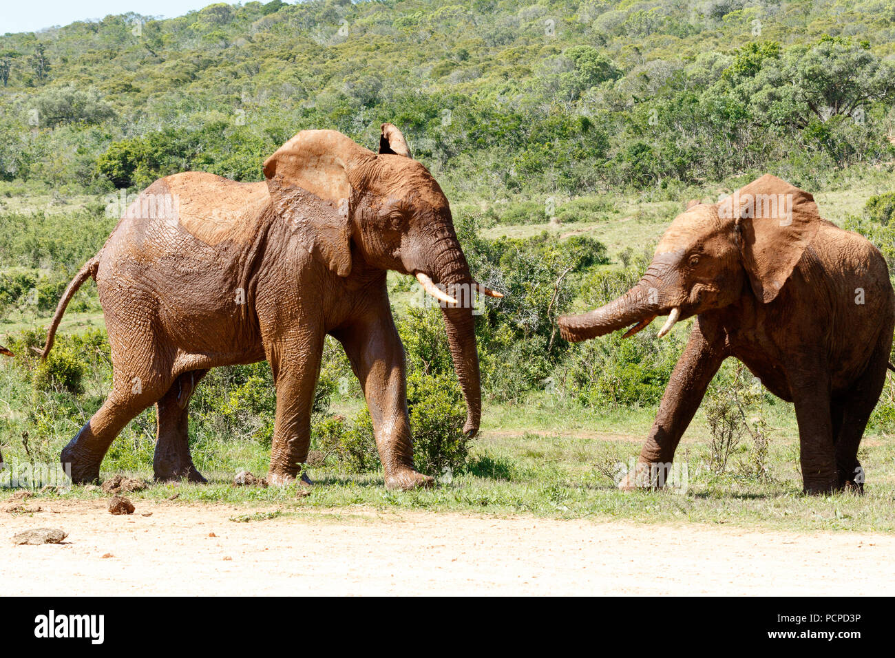 Elephants walking to each other in the field Stock Photo - Alamy