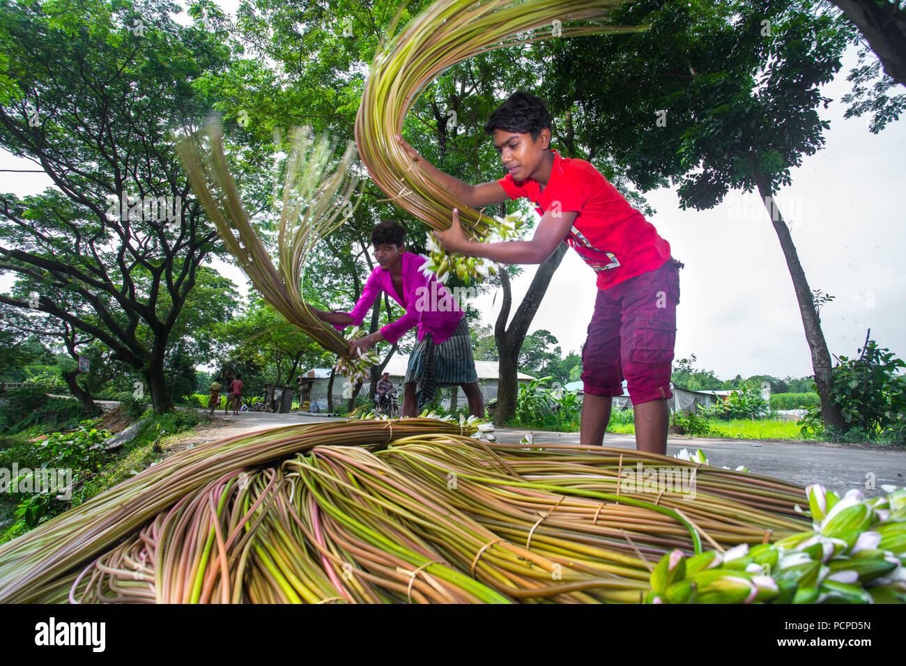 Sada Shapla (white waterlily) is the national flower of Bangladesh ...