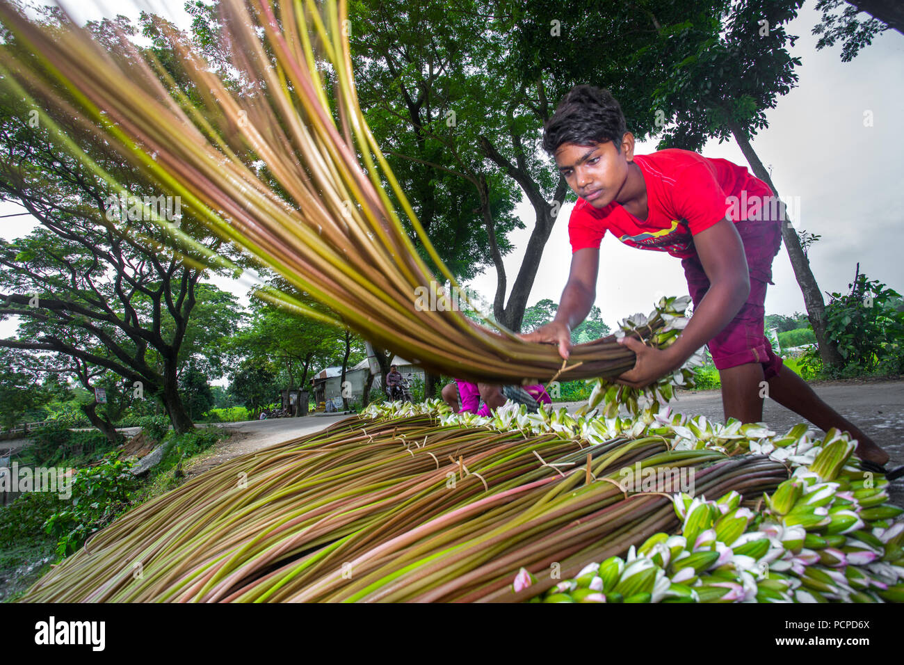 Sada Shapla (white waterlily) is the national flower of Bangladesh ...
