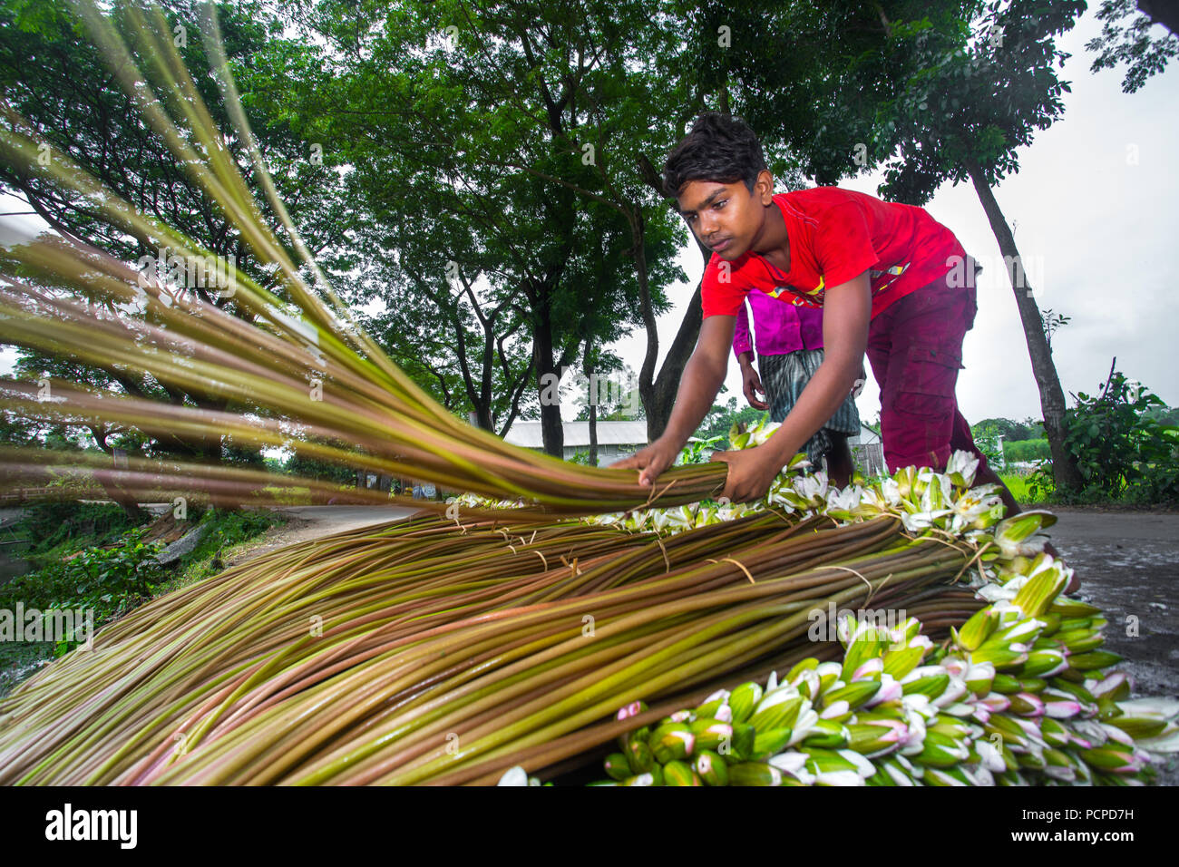 Sada Shapla (white waterlily) is the national flower of Bangladesh ...