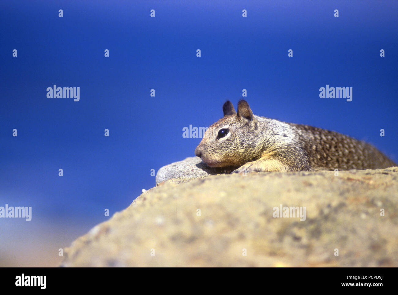 Attentive careful animals animal hi-res stock photography and images ...