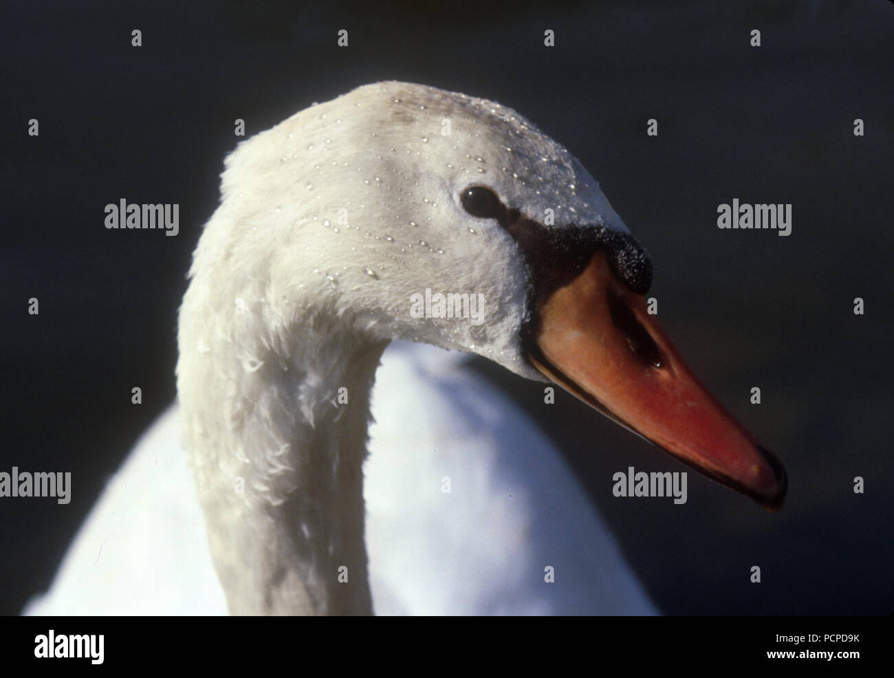 Swan head shot hi-res stock photography and images - Alamy