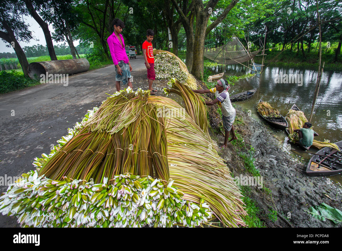 Sada Shapla (white waterlily) is the national flower of Bangladesh ...