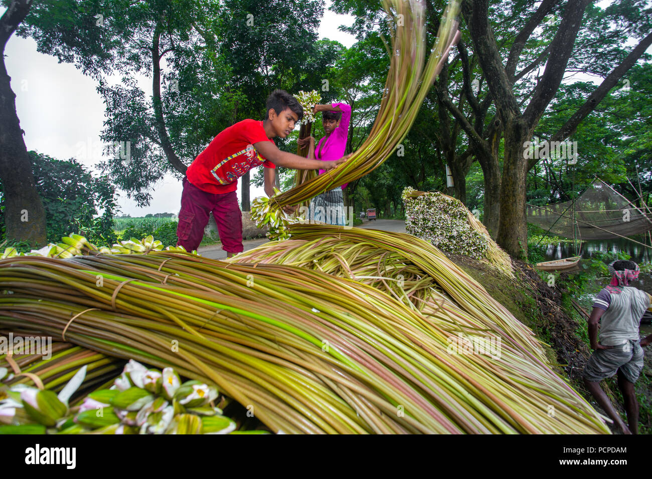 Sada Shapla (white waterlily) is the national flower of Bangladesh ...