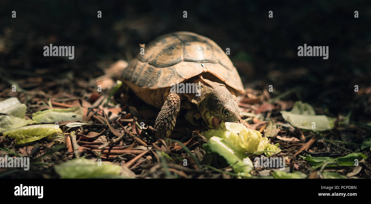 Tortoise shell texture hi-res stock photography and images - Alamy